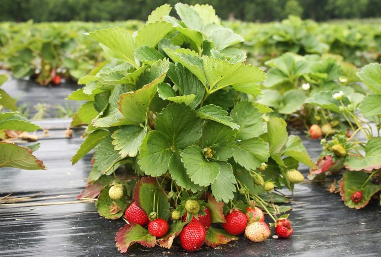 13 Best Blackberry Companion Plants (And 4 To Avoid)