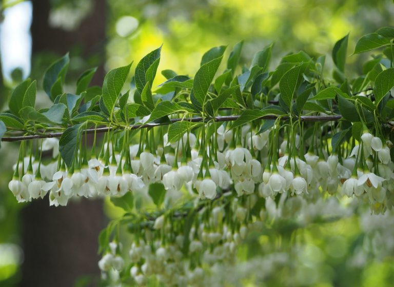 9 Must-Have Trees For Your Japanese Garden