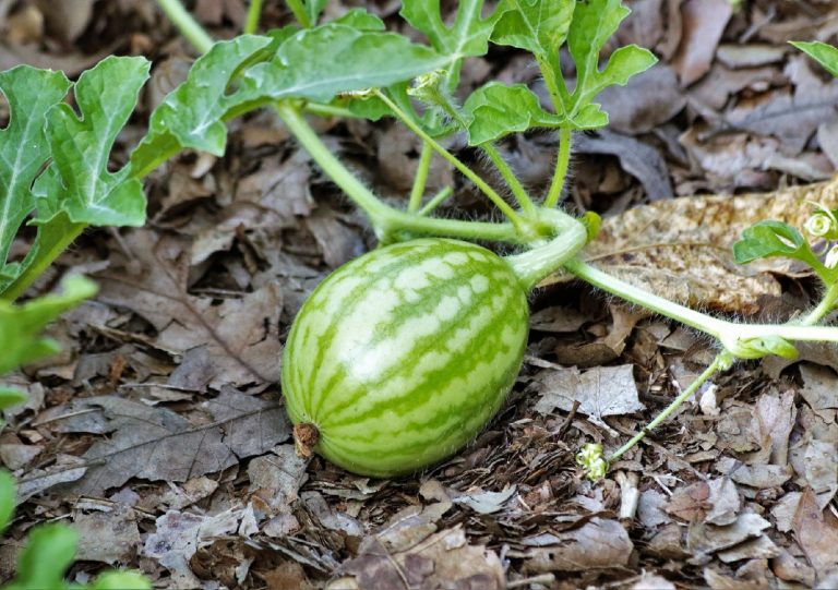 How To Grow Watermelon In A Small Space