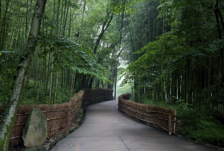 9 Must-Have Trees For Your Japanese Garden