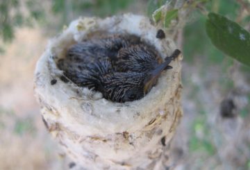 Hummingbird Babies - Everything You Need To Know (with lots of pictures)