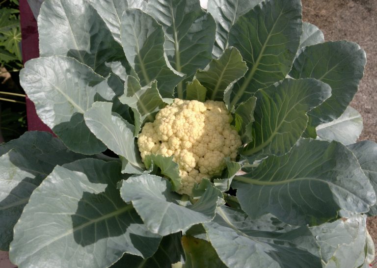 Is Cauliflower Man-Made?