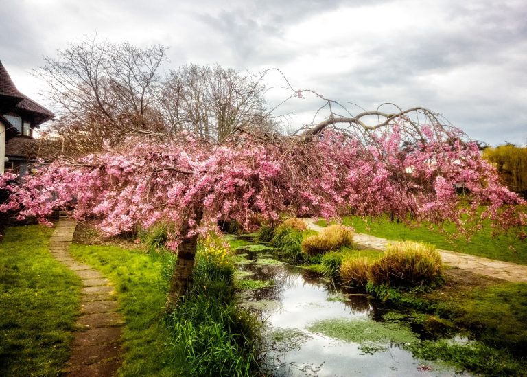9 Must-Have Trees For Your Japanese Garden