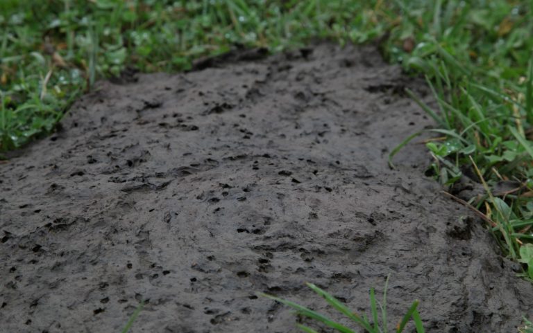 Manure Vs. Compost: What’s The Difference and Which is Better?