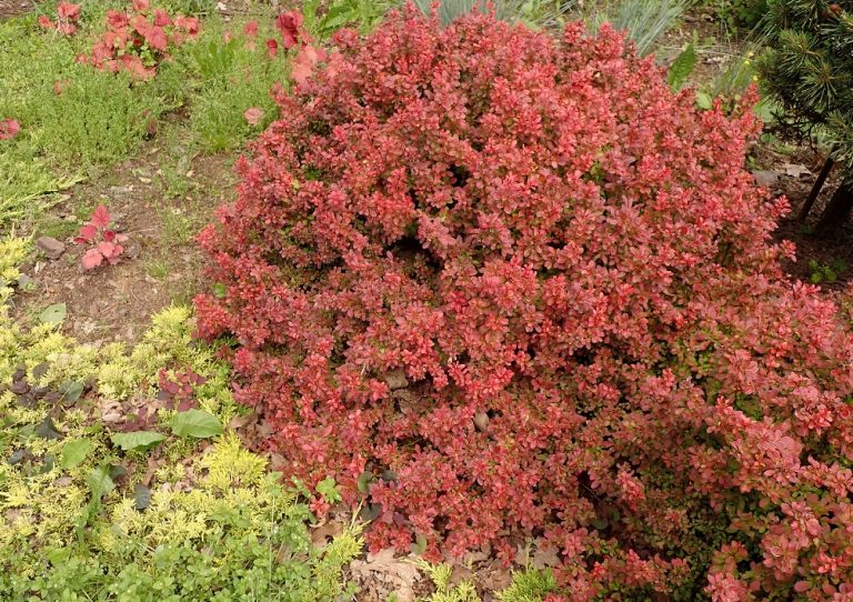 9 Red Evergreen Shrubs For Your Yard