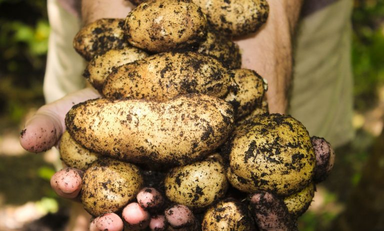 When Are Potatoes Ready To Harvest?
