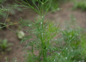 7 Dill Companion Plants - And What To Avoid