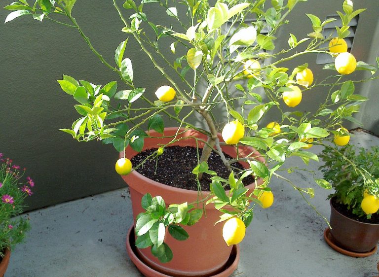 10 Best Dwarf Trees For Pots to Grow in Your Yard