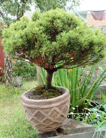 10 Best Dwarf Trees For Pots to Grow in Your Yard