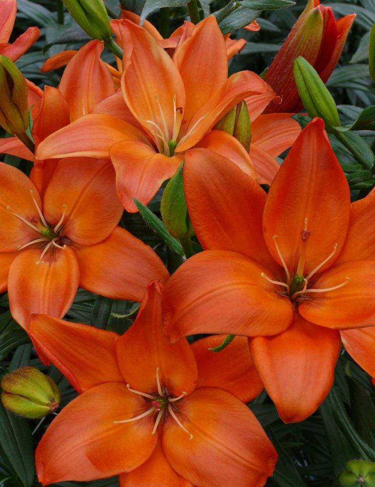 10 Types Of Orange Lilies And How To Care For Them