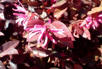 9 Red Evergreen Shrubs For Your Yard