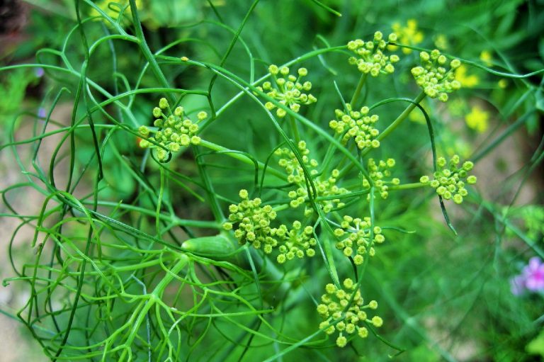 7 Dill Companion Plants - And What To Avoid