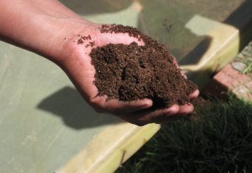Manure Vs. Compost: What’s The Difference and Which is Better?