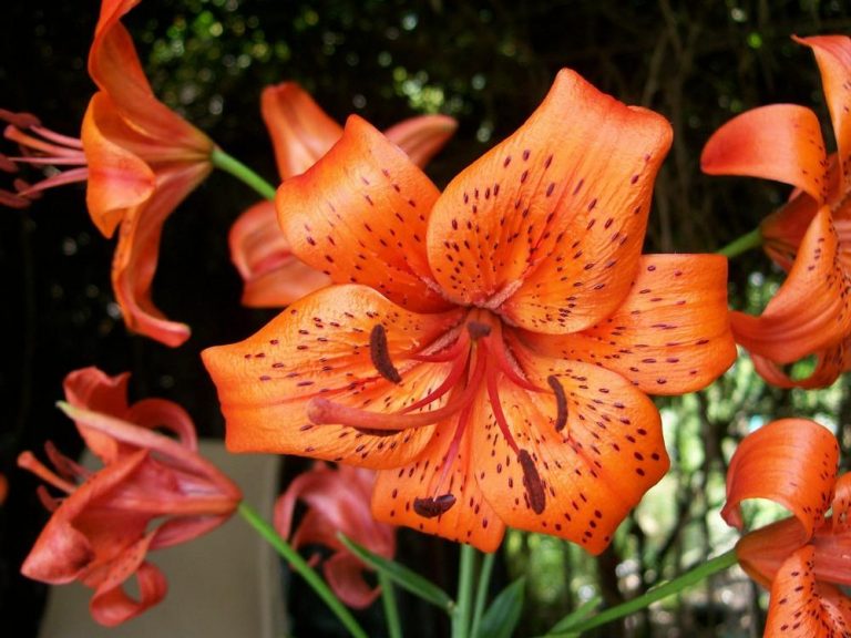 10 Types Of Orange Lilies And How To Care For Them