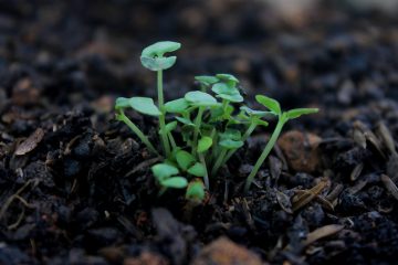 Manure Vs. Compost: What’s The Difference and Which is Better?