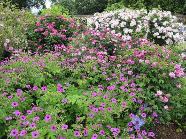 12 Best Rose Companion Plants - And What To Avoid!