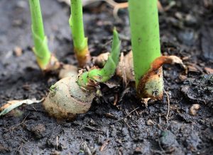 10 Ginger Companion Plants (and What to Avoid)