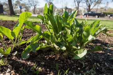 13 Turnip Companion Plants to Grow (and 5 You Should Avoid)