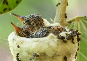 Hummingbird Babies - Everything You Need To Know (with lots of pictures)