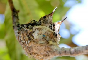 Hummingbird Babies - Everything You Need To Know (with lots of pictures)