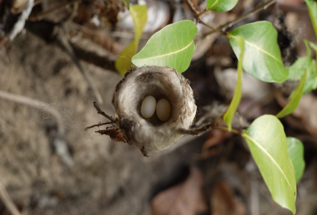 Hummingbird Babies - Everything You Need To Know (with lots of pictures)