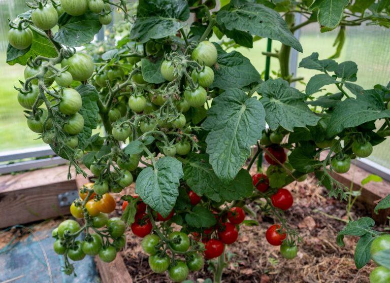 Cherry Tomato Pruning - Everything You Need To Know
