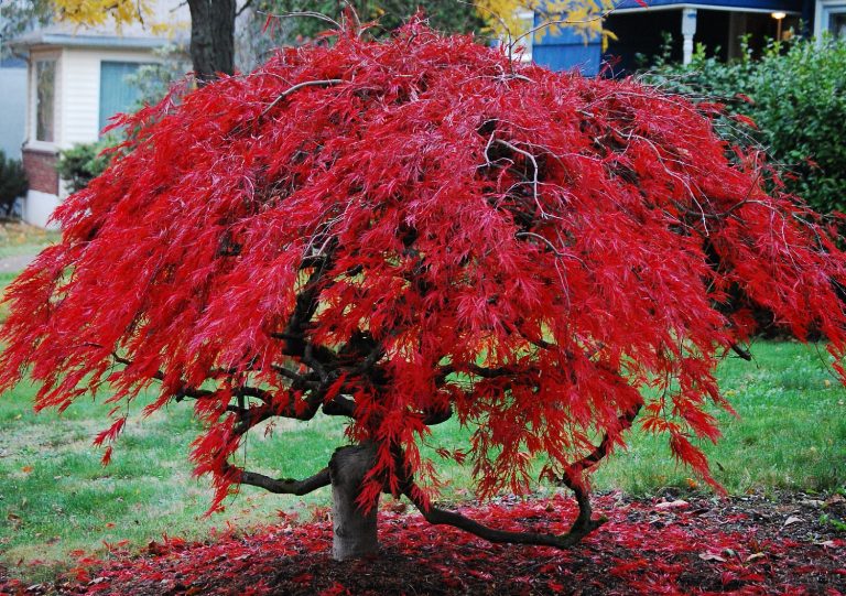 9 Must-Have Trees For Your Japanese Garden