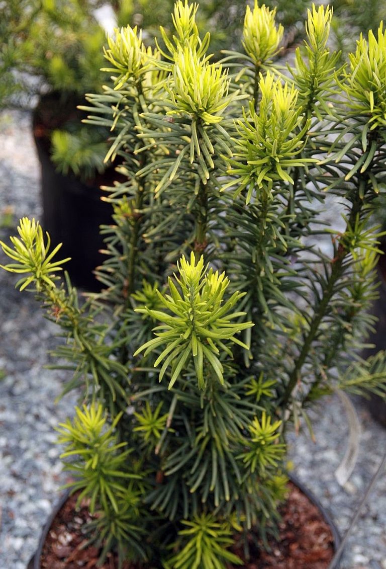 9 Must-Have Trees For Your Japanese Garden