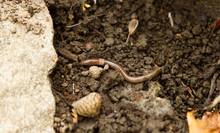 7 Types of Bad Worms in Garden Soil That You Need To Watch Out For