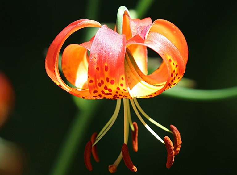 10 Types Of Orange Lilies And How To Care For Them