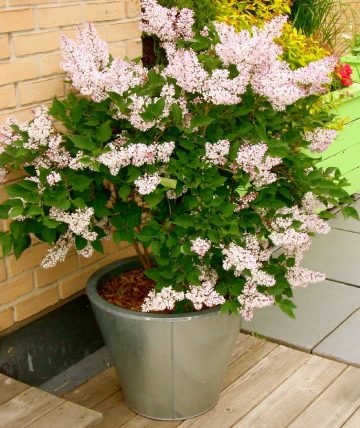 10 Best Dwarf Trees For Pots to Grow in Your Yard