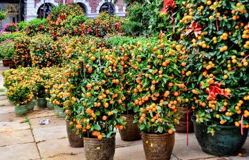 10 Best Dwarf Trees For Pots to Grow in Your Yard