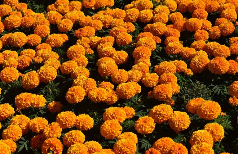 9 Bok Choy Companion Plants to Grow (and a Few to Avoid)