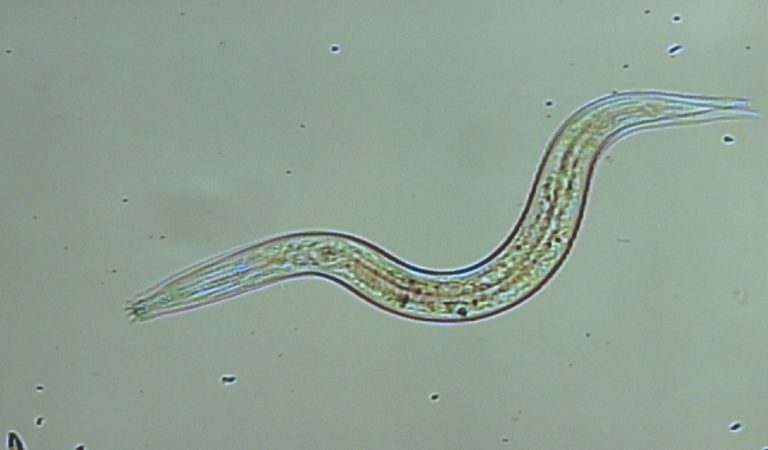 What Are These White Worms In My Soil?