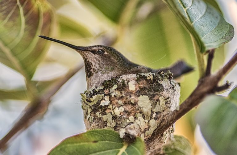 Hummingbird Babies - Everything You Need To Know (with lots of pictures)