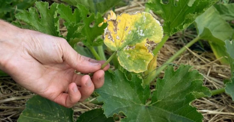 5 Reasons For Your Cucumber Leaves Turning Yellow And How To Fix It
