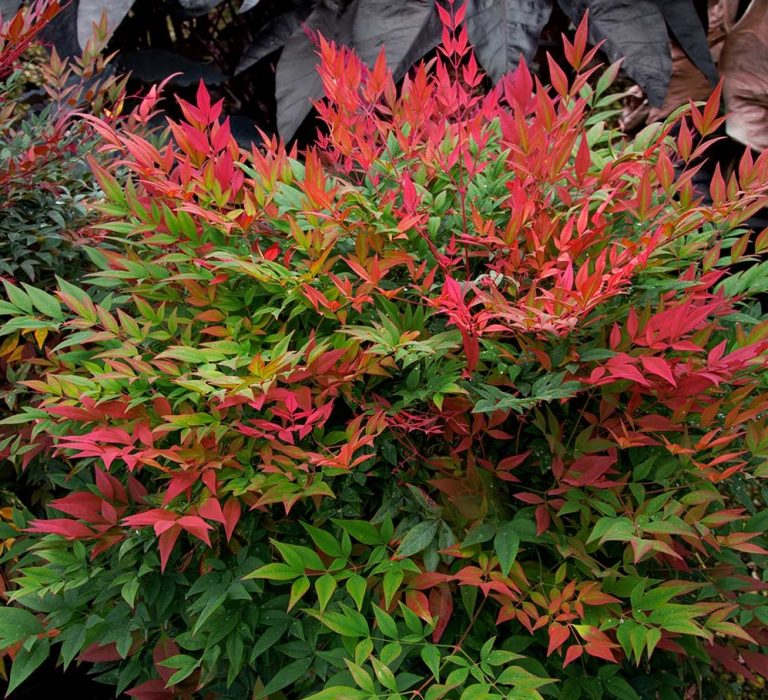9 Red Evergreen Shrubs For Your Yard