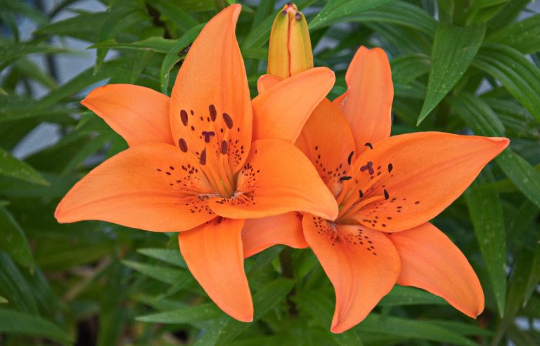 10 Types Of Orange Lilies And How To Care For Them