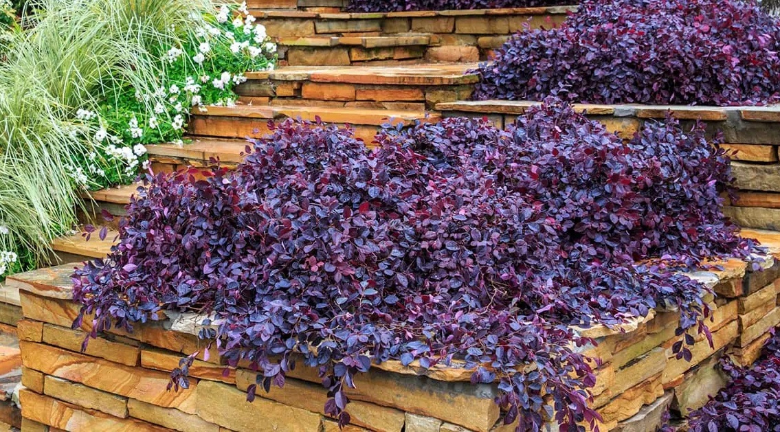 10 Purple Evergreen Shrubs For Your Yard
