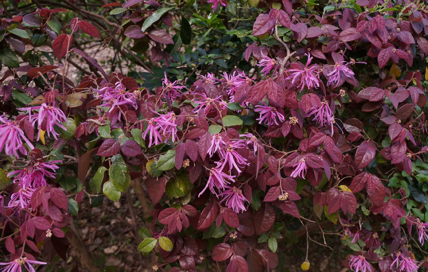 10 Purple Evergreen Shrubs For Your Yard