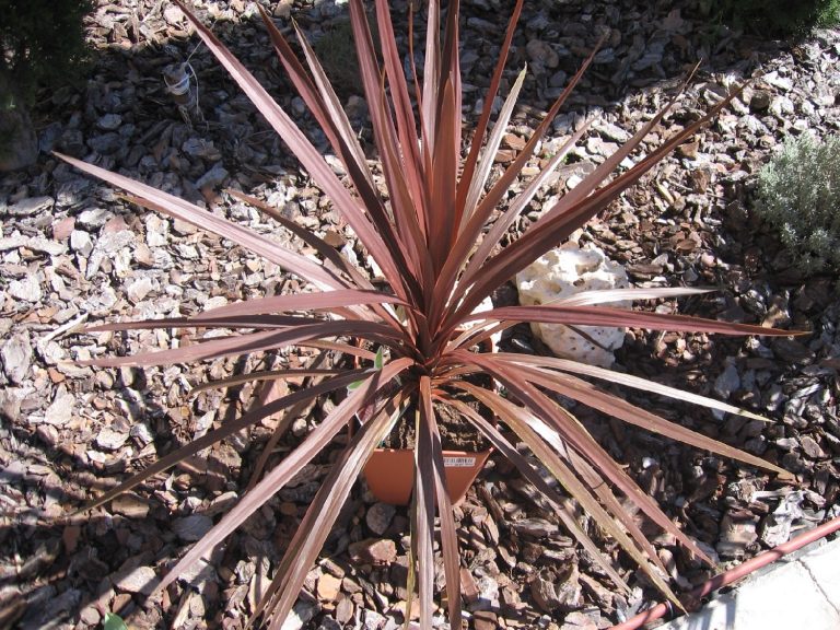 9 Red Evergreen Shrubs For Your Yard