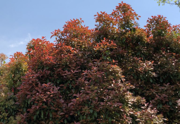 9 Red Evergreen Shrubs For Your Yard