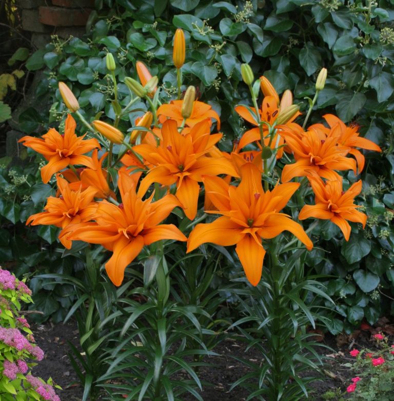 10 Types Of Orange Lilies And How To Care For Them