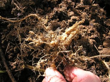 What Are These White Worms In My Soil?