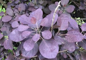 10 Purple Evergreen Shrubs For Your Yard