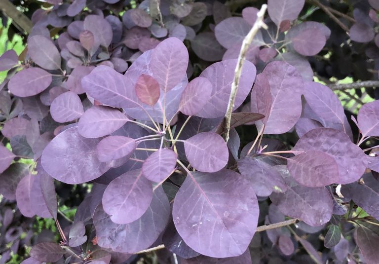 10 Purple Evergreen Shrubs For Your Yard