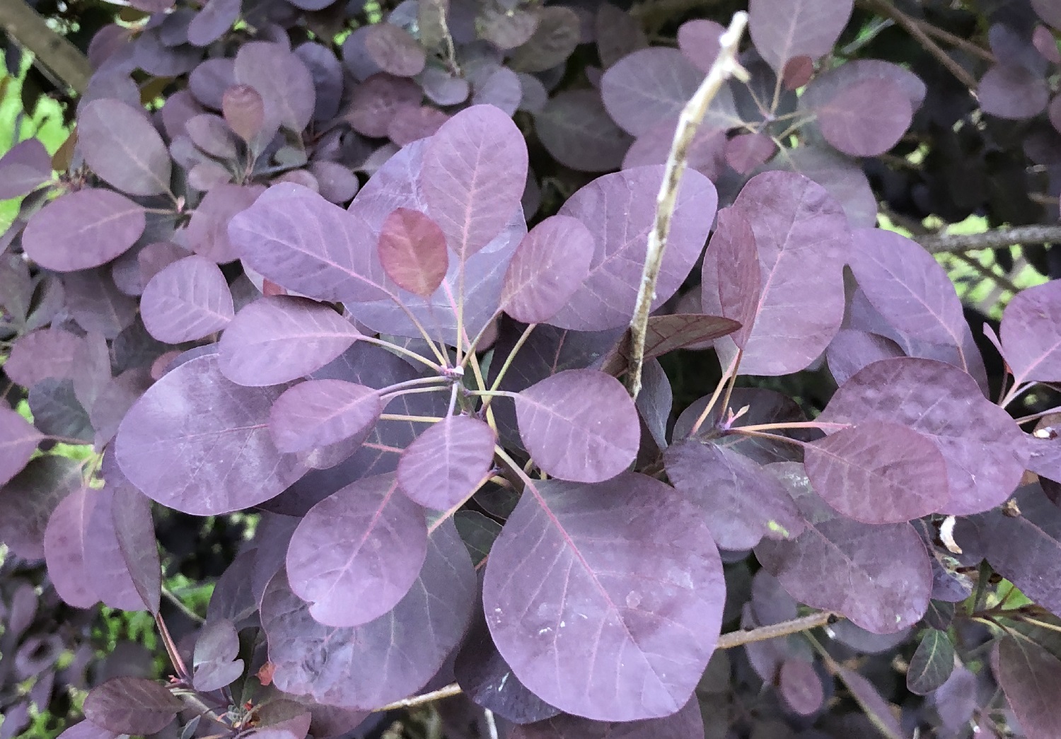 10 Purple Evergreen Shrubs For Your Yard