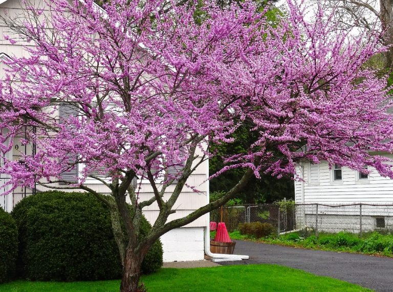 12 Small Trees That Grow In Shade for Your Yard