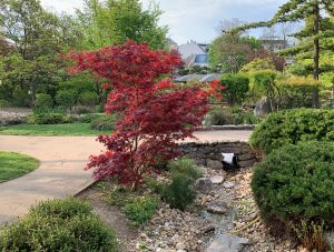 12 Small Trees That Grow In Shade for Your Yard