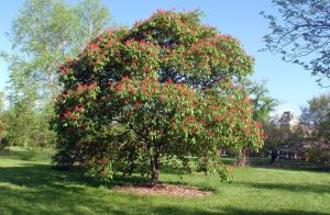 12 Small Trees That Grow In Shade for Your Yard